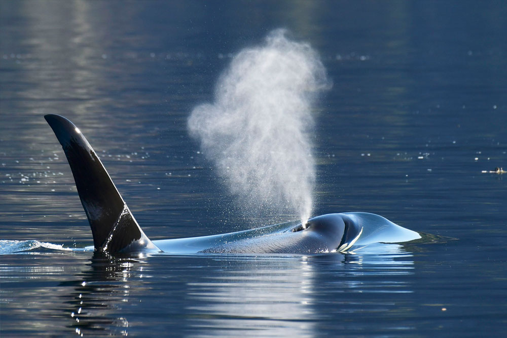 Glamping Whale Watching | Spirit of the West Adventures