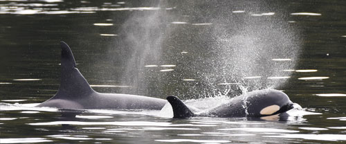 Glamping Whale Watching | Spirit of the West Adventures