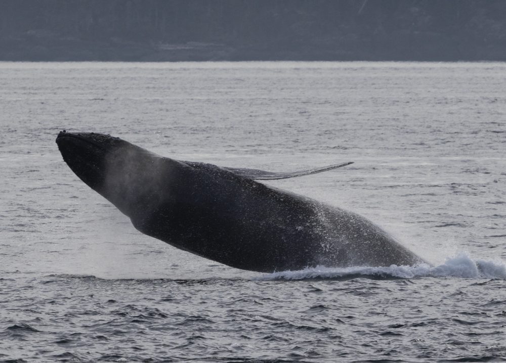 Humpback Whales in British Columbia | Spirit of the West Adventures